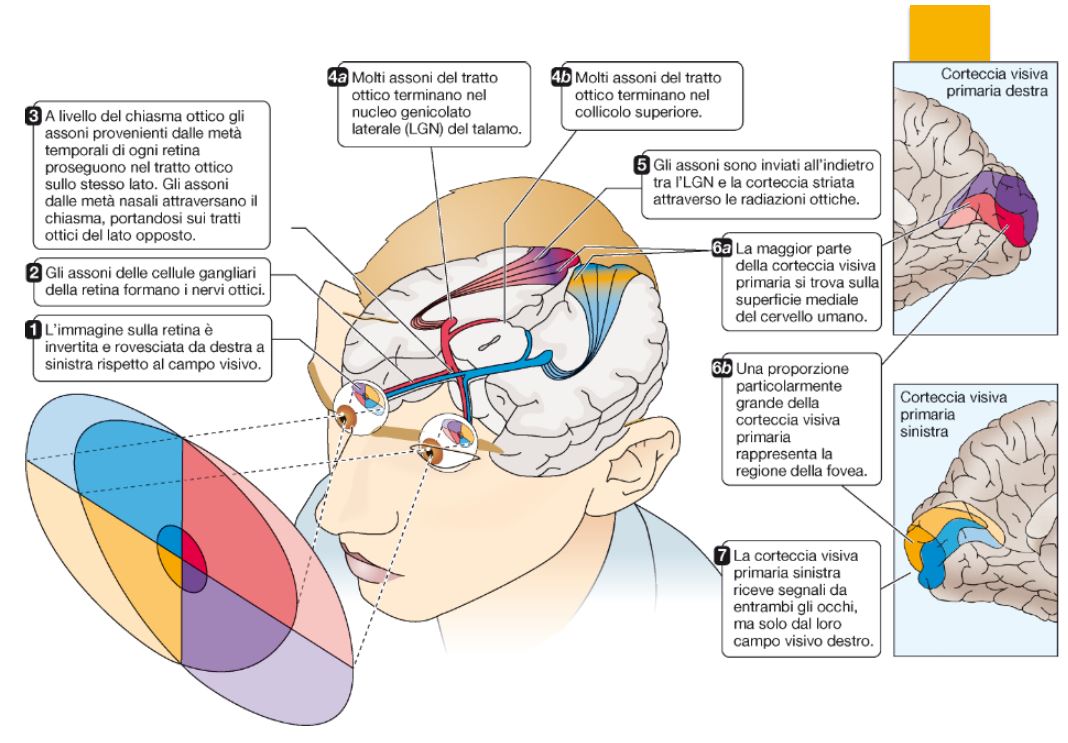 La sensazione: la registrazione della realtà fisica - Brain in Training