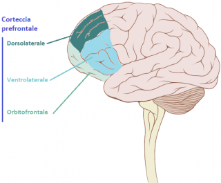 Disturbi delle funzioni esecutive: la mente non strategica - Brain in ...