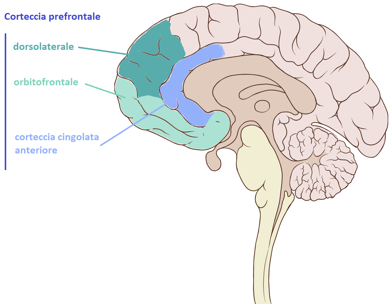 Disturbi delle funzioni esecutive: la mente non strategica - Brain in ...