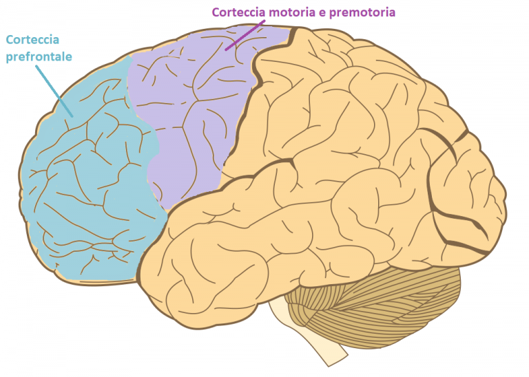 Disturbi delle funzioni esecutive: la mente non strategica - Brain in ...